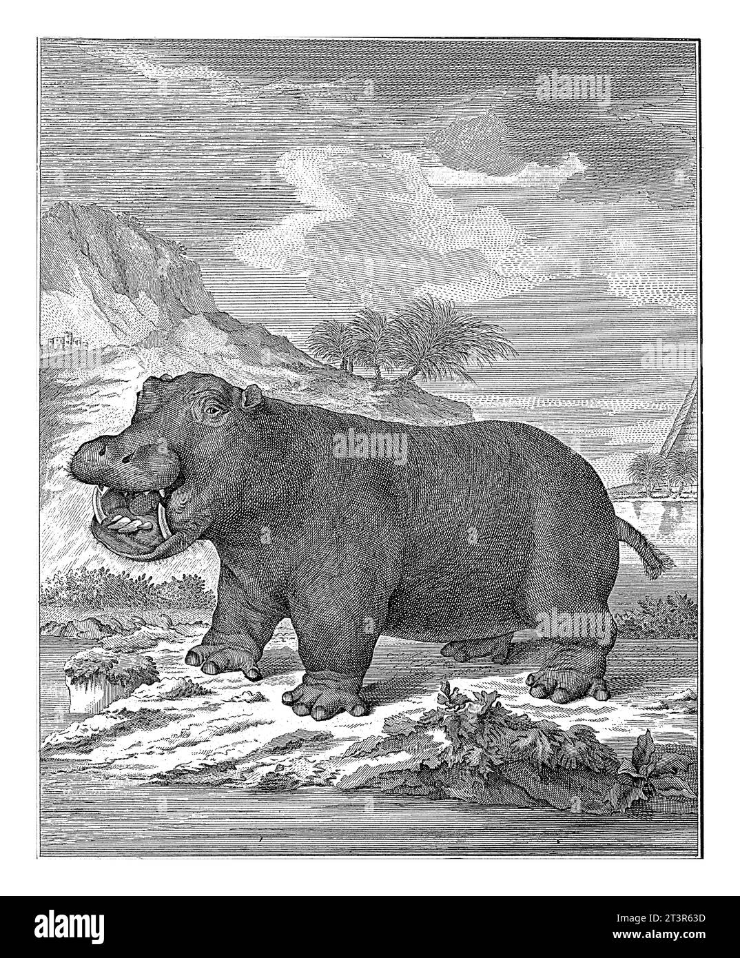 Hippopotamus, Barent de Bakker, after Anthony Andriessen, 1775 - 1804 ...