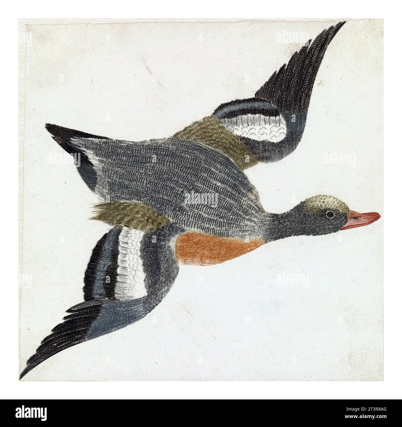 Right-flying wigeon (duck species), anonymous, 1688 - 1698, vintage ...