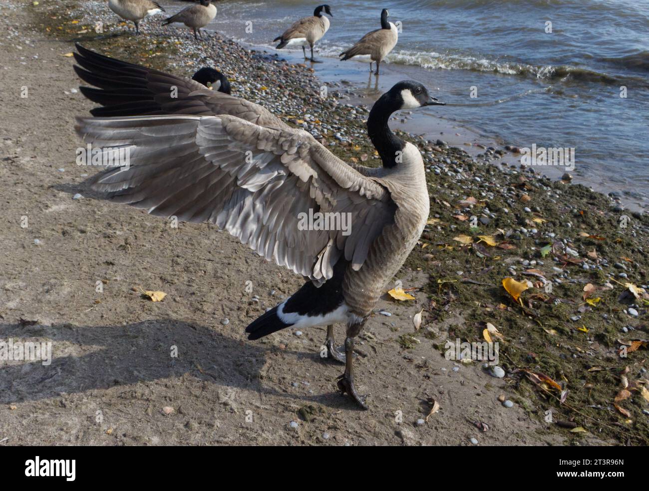 Goose stretching hi-res stock photography and images - Alamy