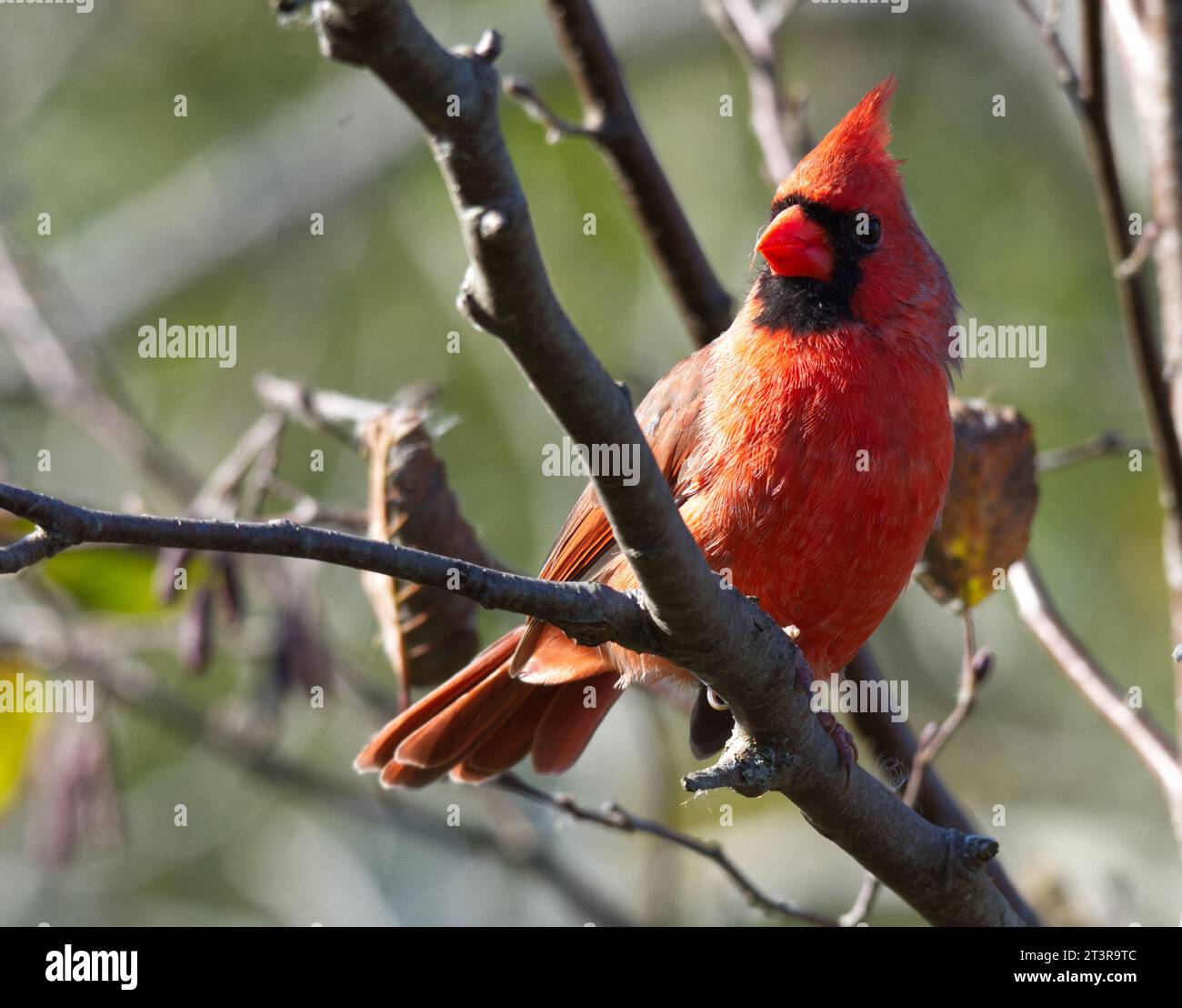 Canadian cardinal hi-res stock photography and images - Alamy