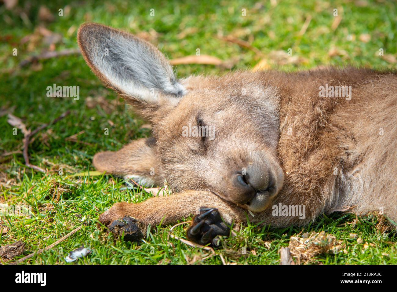 Kangaroo toe hi-res stock photography and images - Alamy
