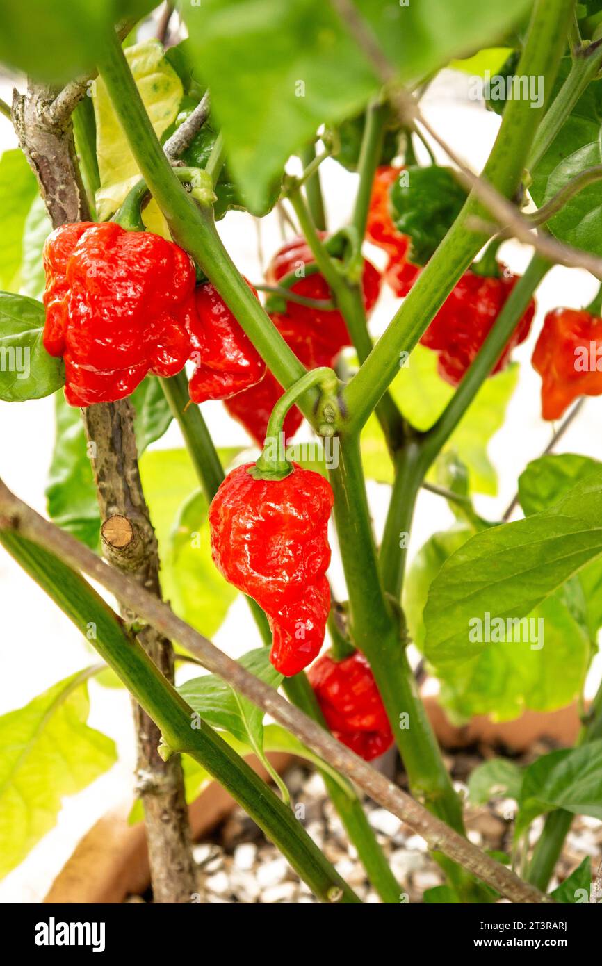 Hot hottest chilli in greenhouse terracotta pot hi-res stock ...