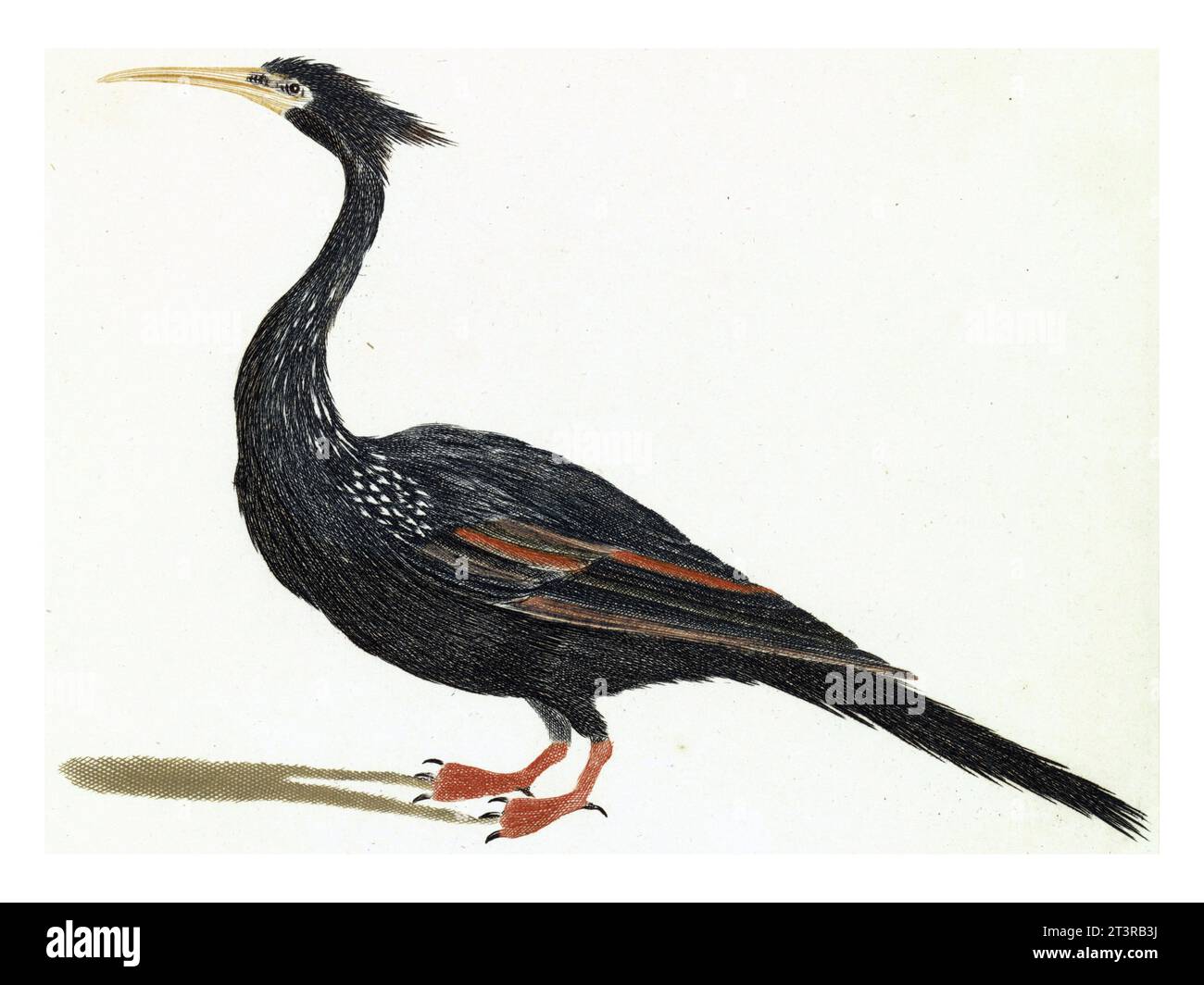 Waterfowl with long beak and crest to the left hi-res stock photography ...