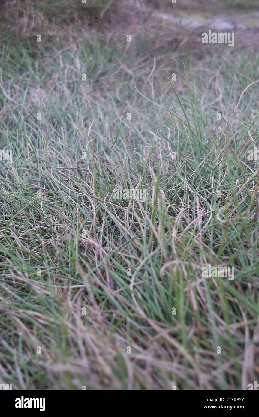 Shot of dried grass covered with morning frost Stock Photo - Alamy
