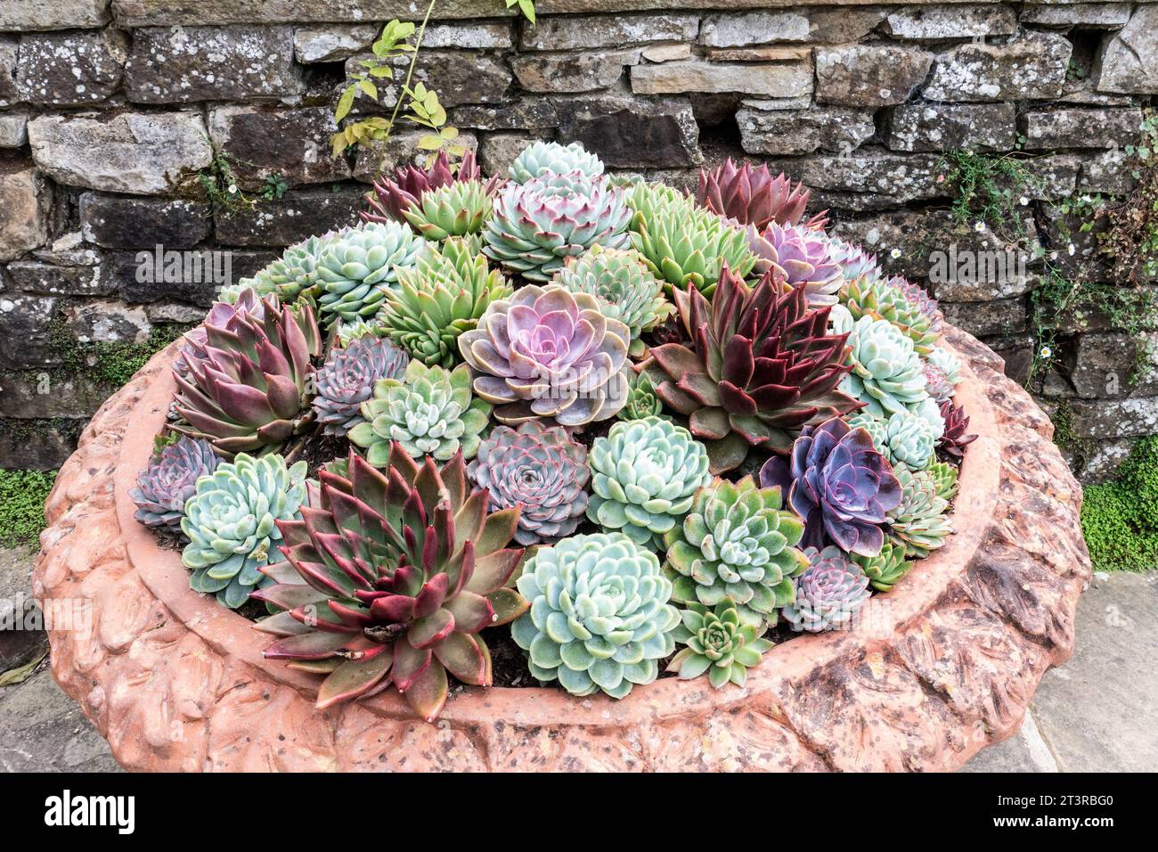 SUCCULENTS Sempervivum tectorum, common houseleek, species of flowering ...