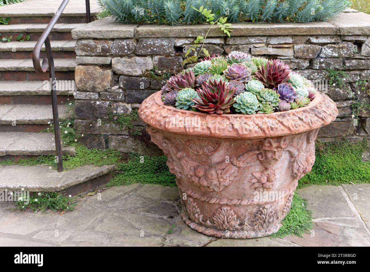 SUCCULENTS Sempervivum tectorum, common houseleek, species of flowering ...