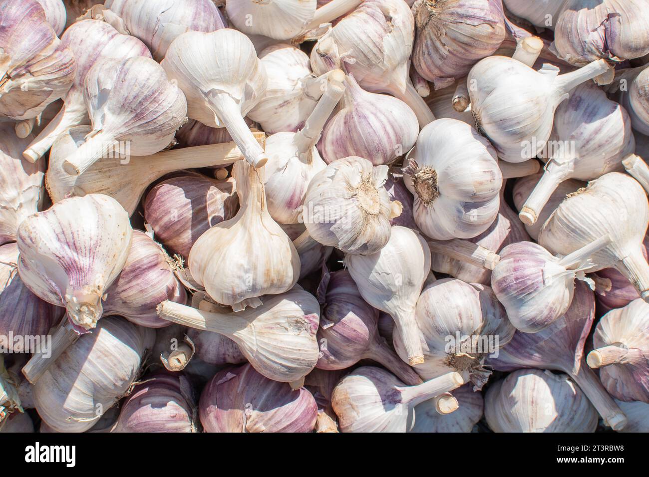 Texture background of ripe garlic Stock Photo - Alamy
