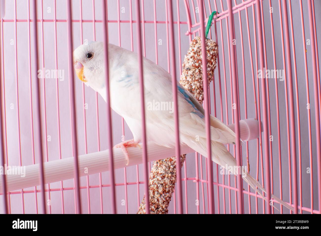 A white budgie looks out of a pink cage Stock Photo - Alamy
