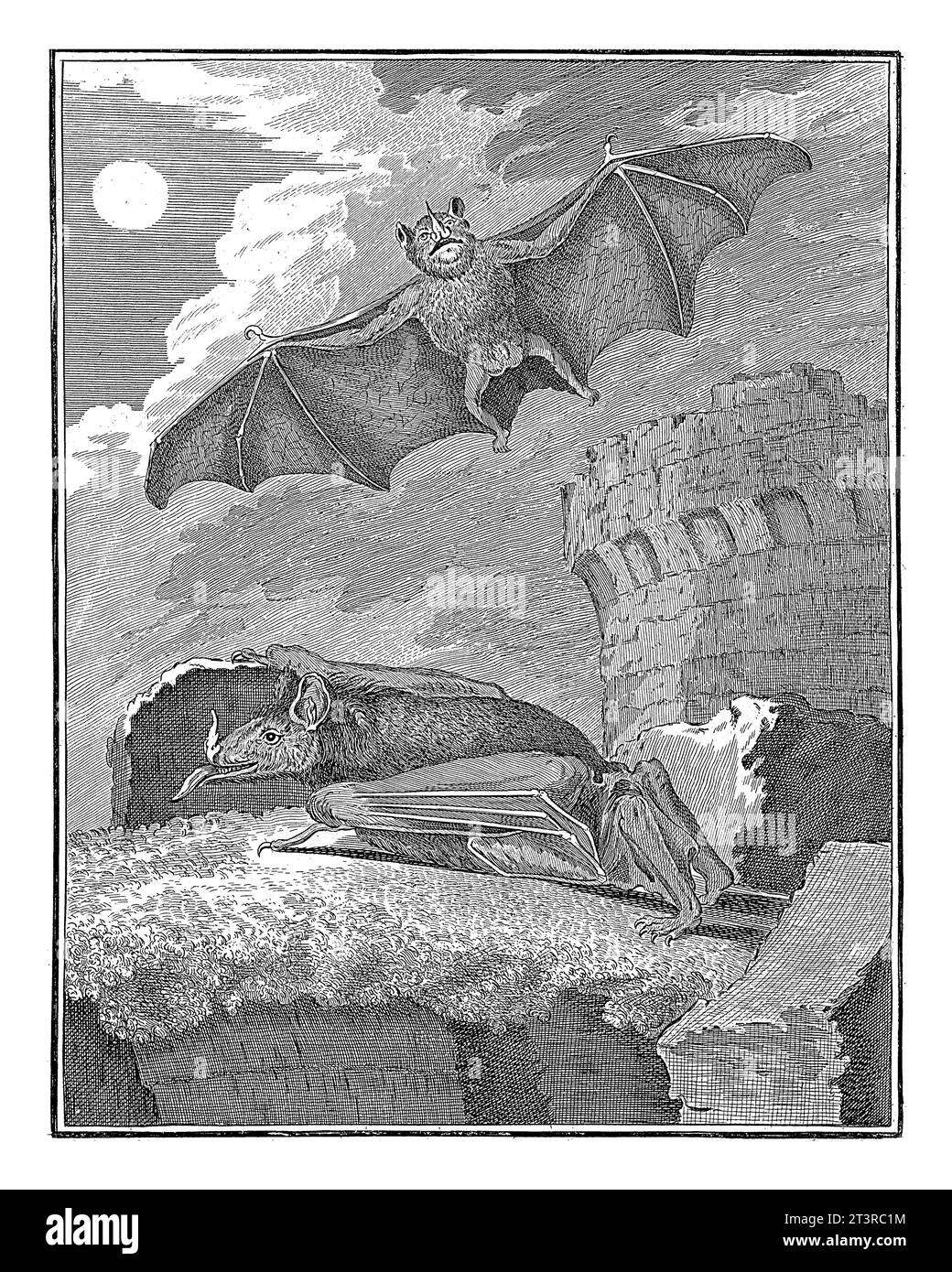 Sitting bat Black and White Stock Photos & Images - Alamy