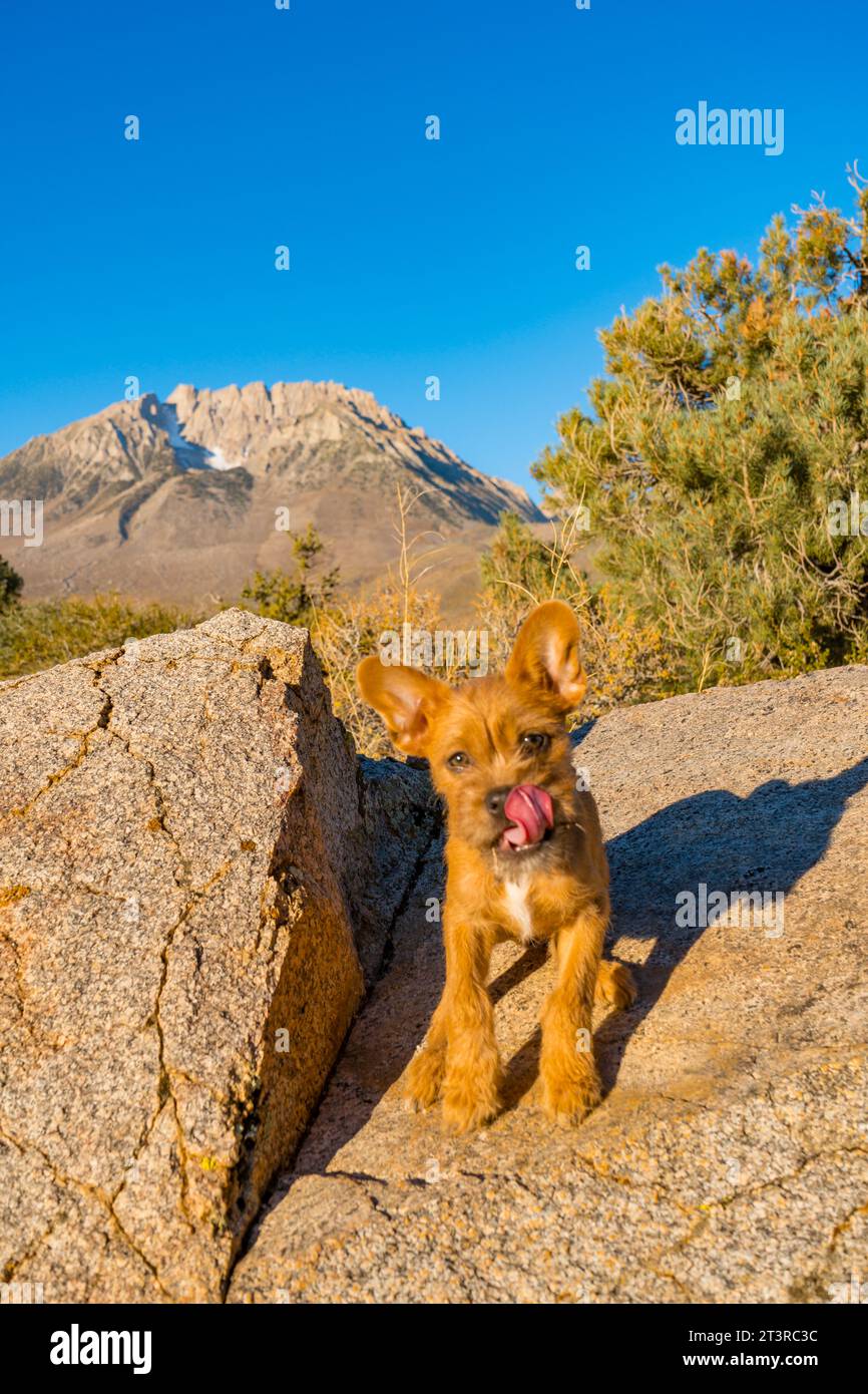 small tan puppy on a rock with a view of the eastern sierra nevada ...