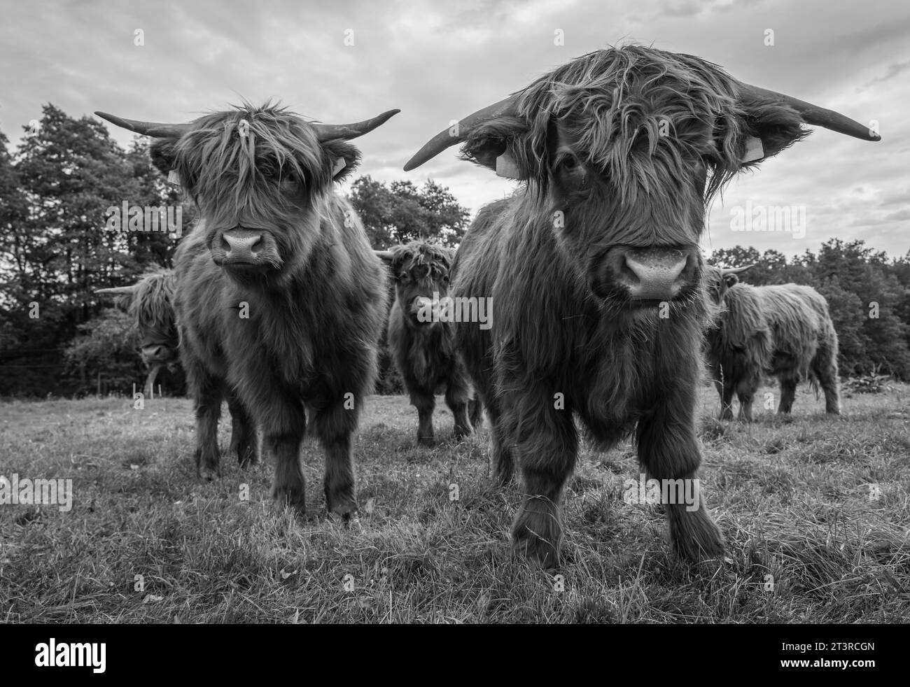 Cow grazing on meadow green Black and White Stock Photos & Images - Alamy