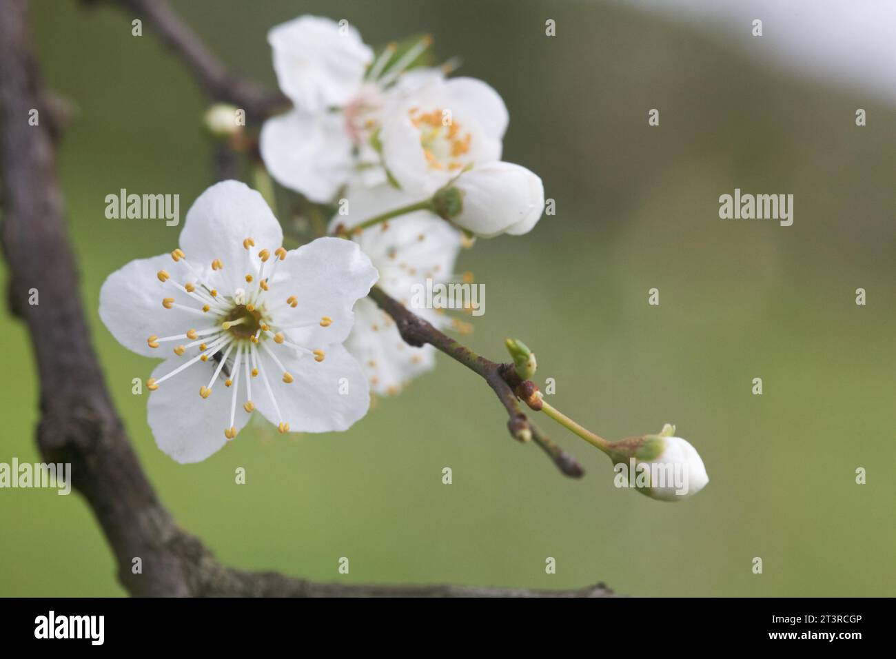 Plum tree branch in bloom seen up close Stock Photo - Alamy