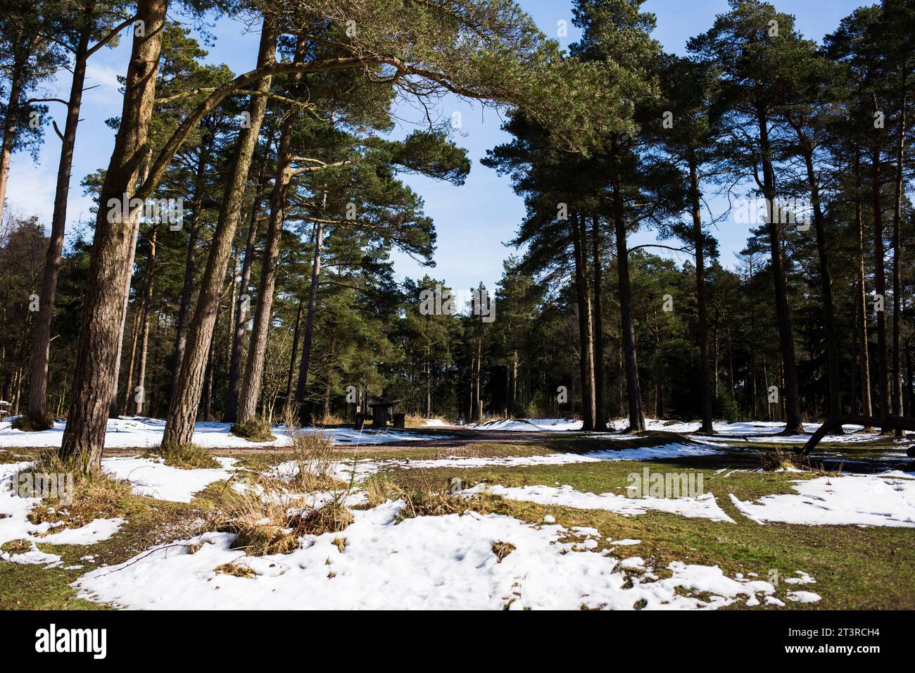 Haldon Forest in Devon - snow melting in March 2018 Stock Photo - Alamy