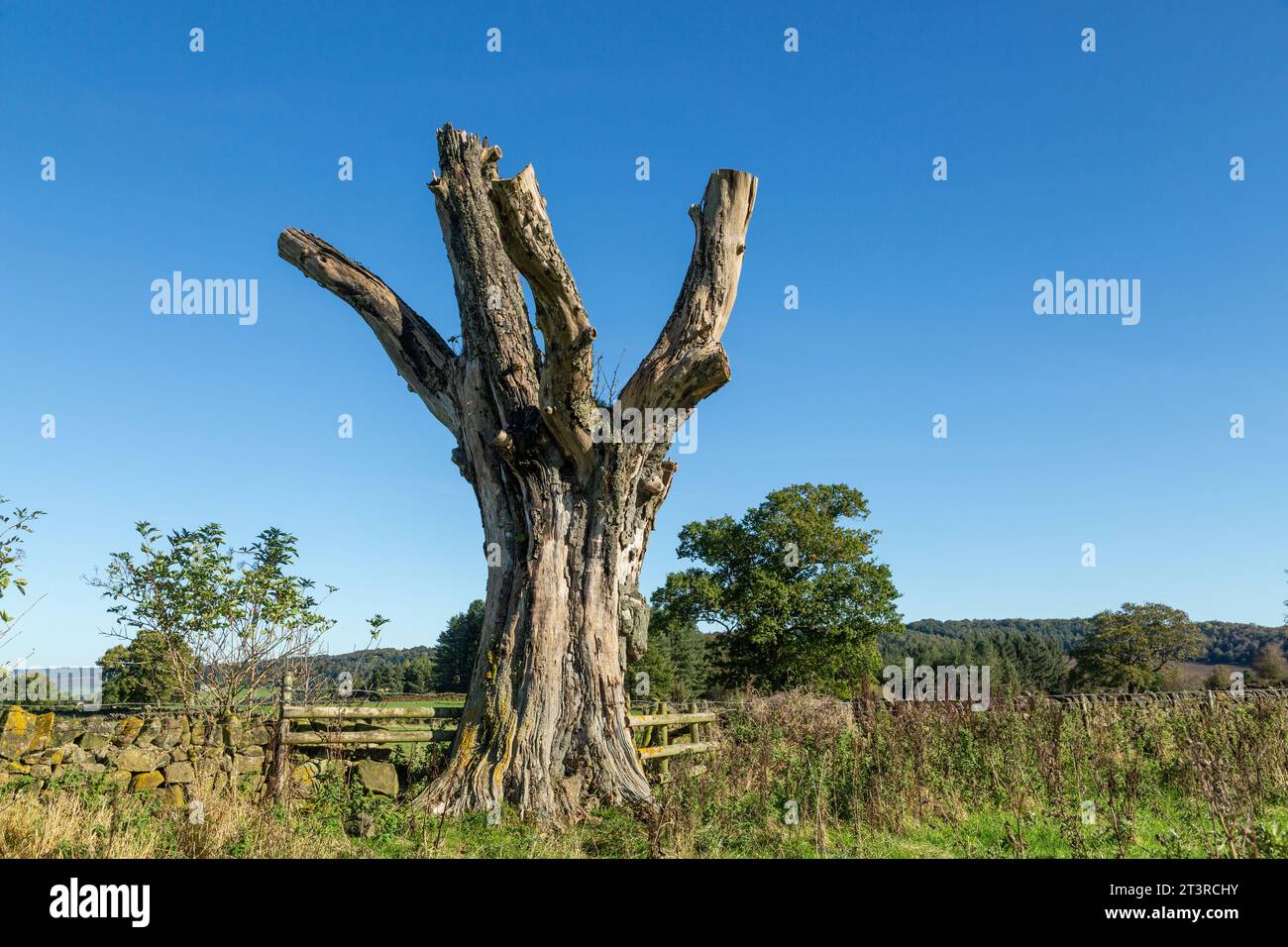A dead tree on Harthill Moor, Derbyshire, England Stock Photo - Alamy