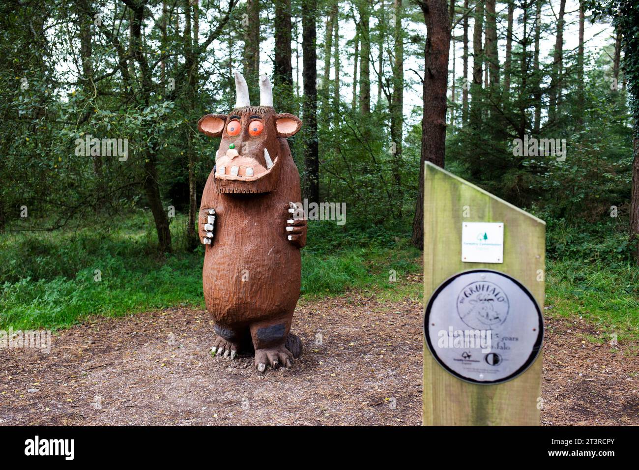 Haldon Forest in Devon Stock Photo - Alamy