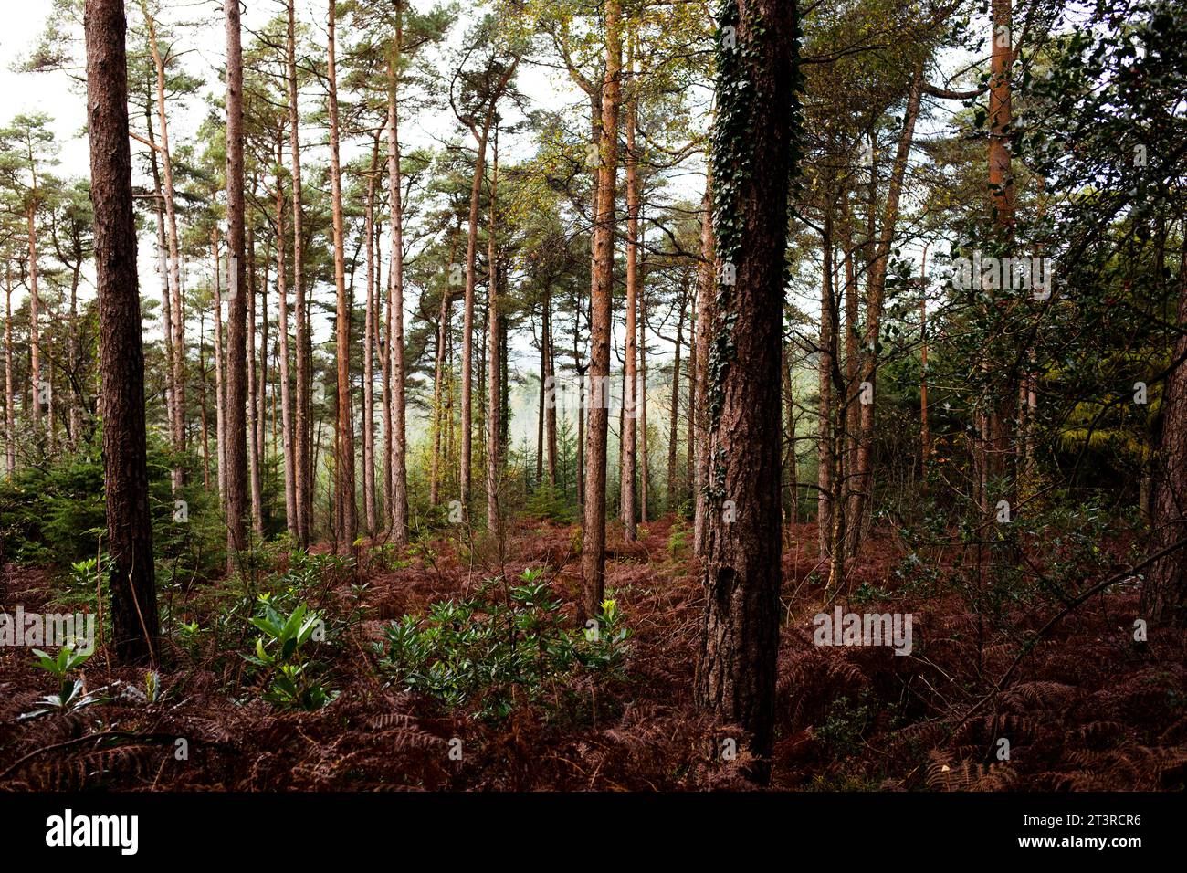 Haldon Forest in Devon during autumn 2023 Stock Photo - Alamy