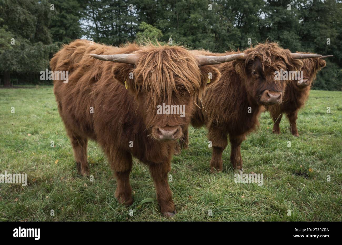 Higland cattle on a meadow Stock Photo - Alamy