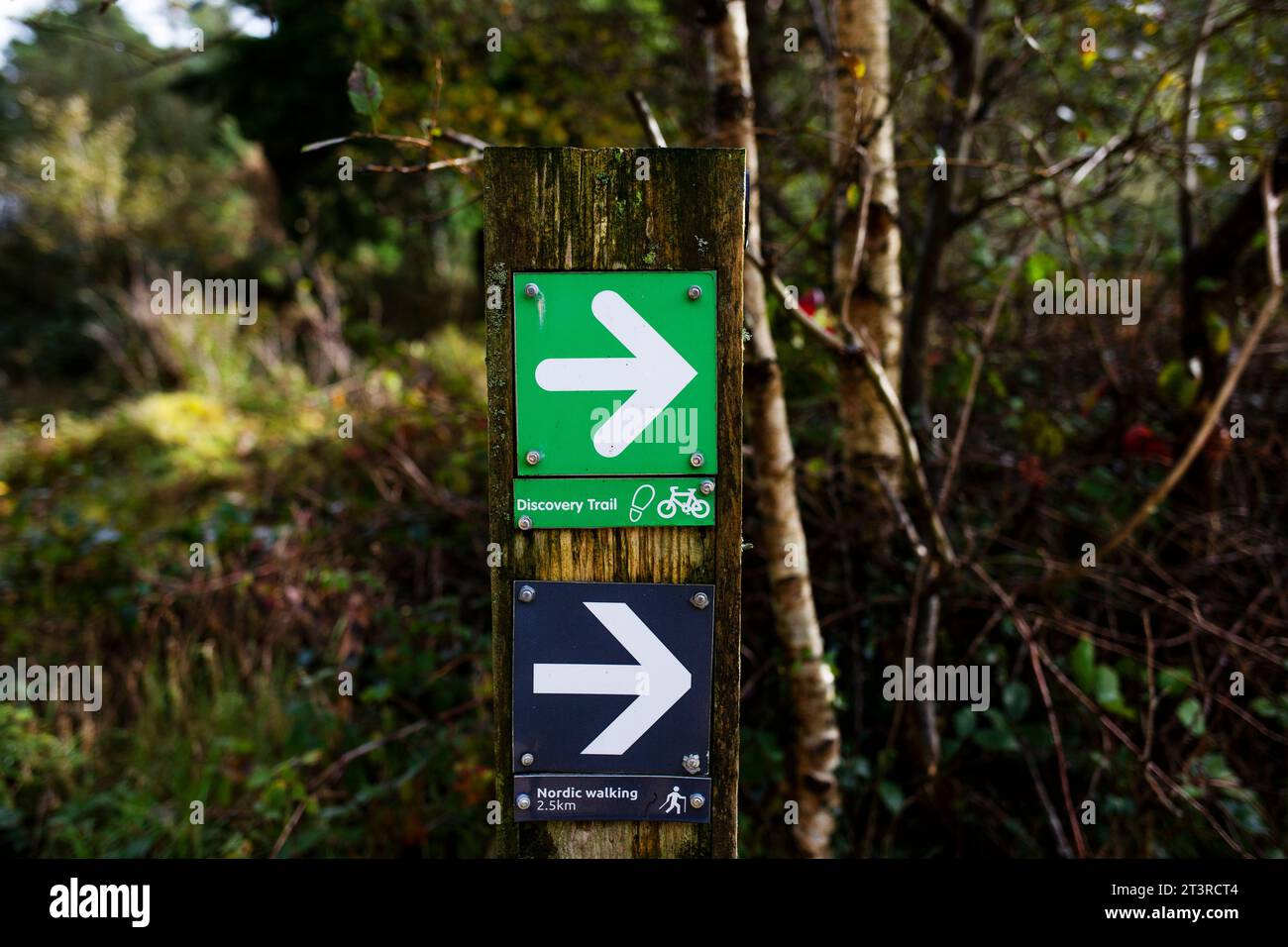 Haldon Forest in Devon Stock Photo - Alamy