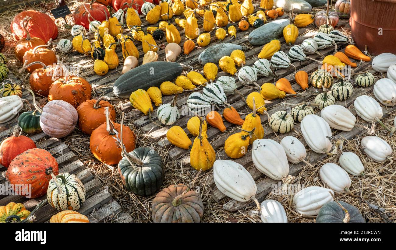 Precise attractive autumnal produce display hi-res stock photography ...
