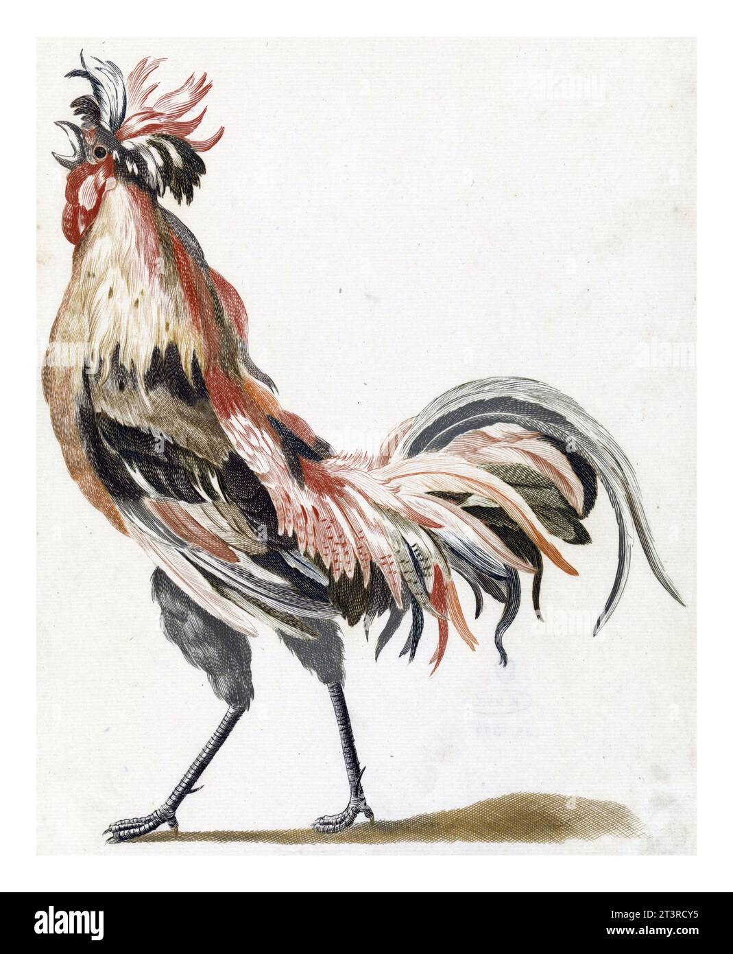 Rooster walking to the right (version B), anonymous, 1688 - 1698 ...