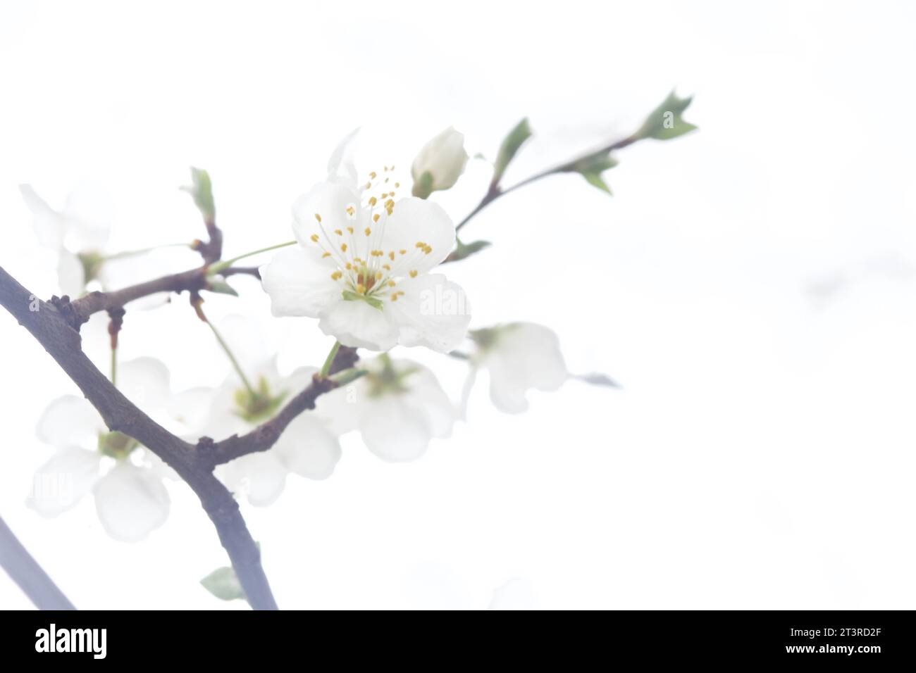 Plum tree branch in bloom seen up close Stock Photo - Alamy