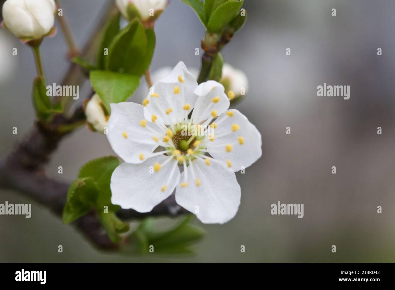 Plum tree branch in bloom seen up close Stock Photo - Alamy
