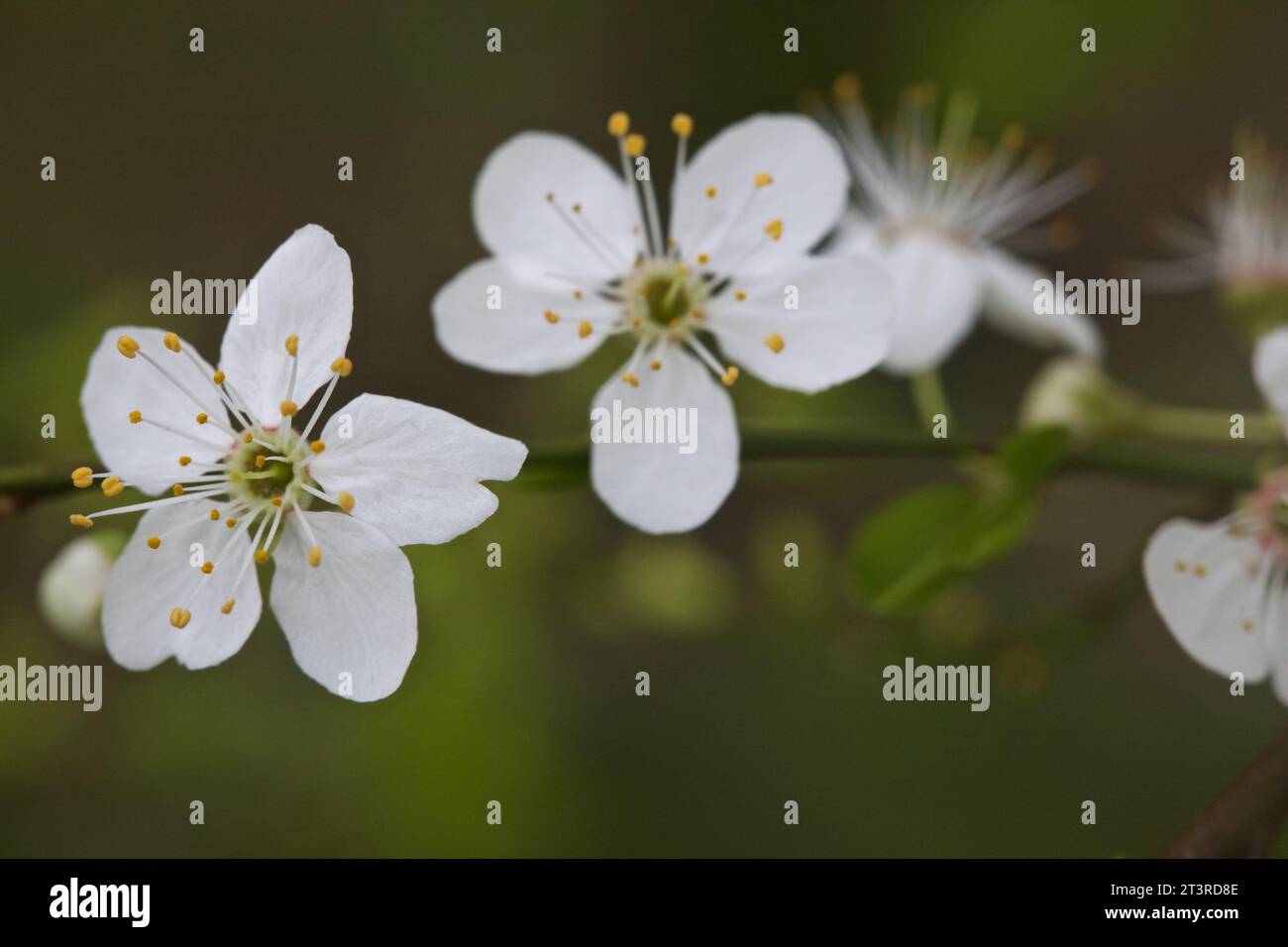 Plum tree branch in bloom seen up close Stock Photo - Alamy