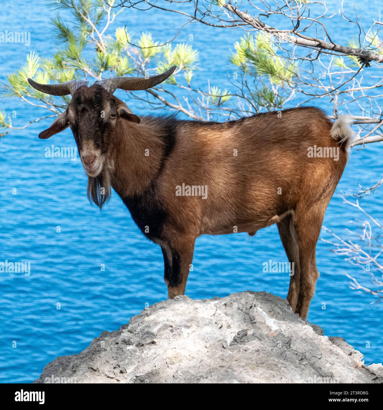 The wild Mallorcan goat in Sa Calobra bay in Majorca Spain Stock Photo ...