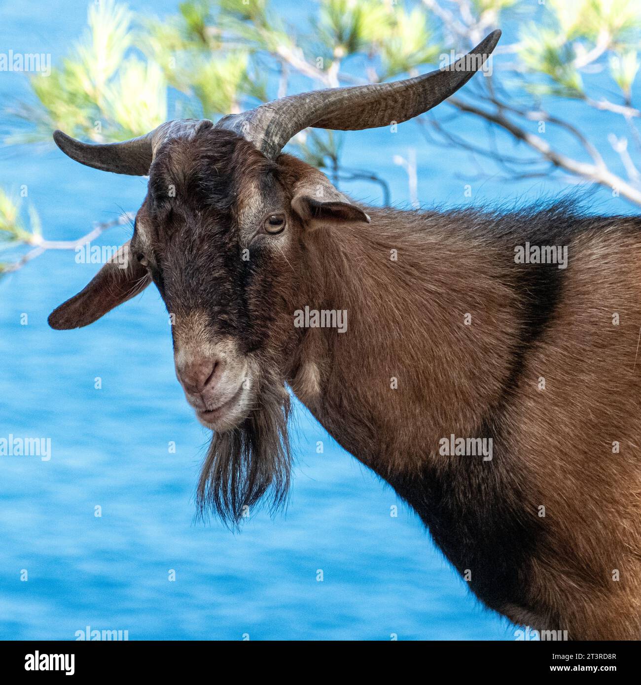 The wild Mallorcan goat in Sa Calobra bay in Majorca Spain Stock Photo ...
