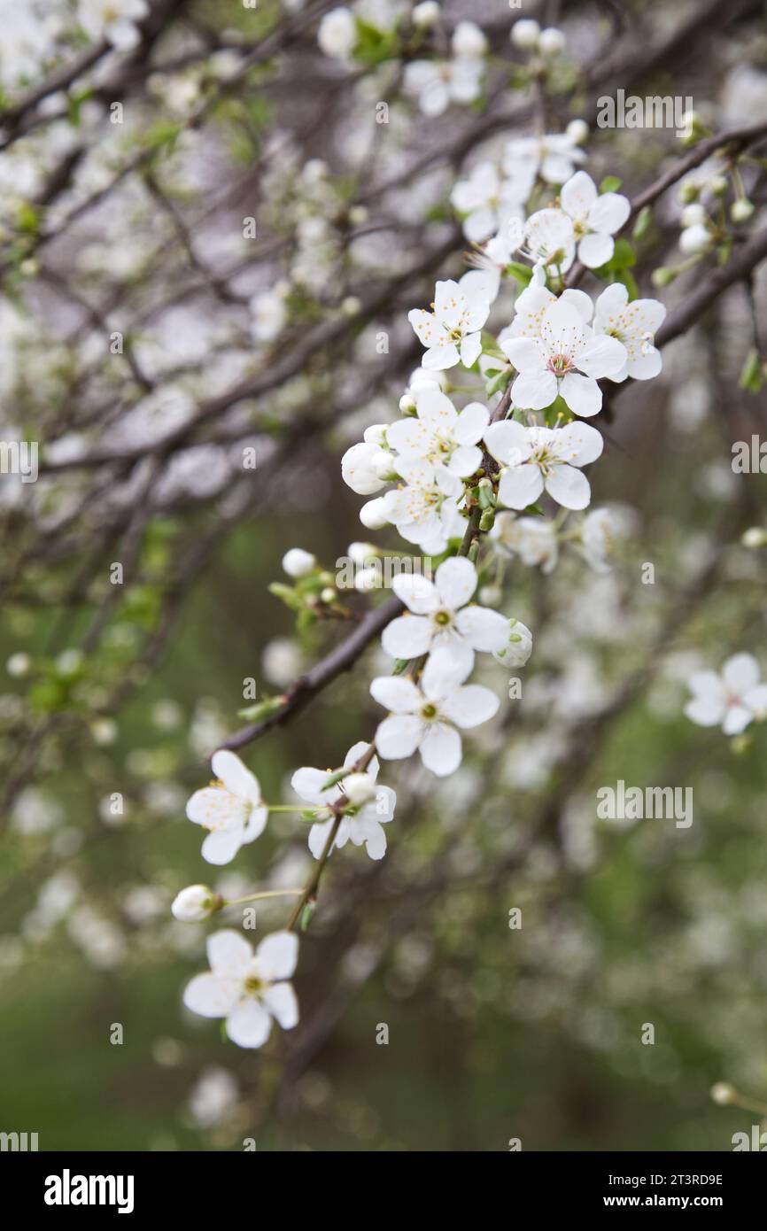Plum tree branch in bloom seen up close Stock Photo - Alamy