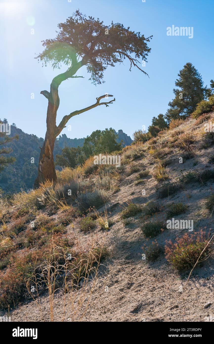 Bishop california hi-res stock photography and images - Alamy