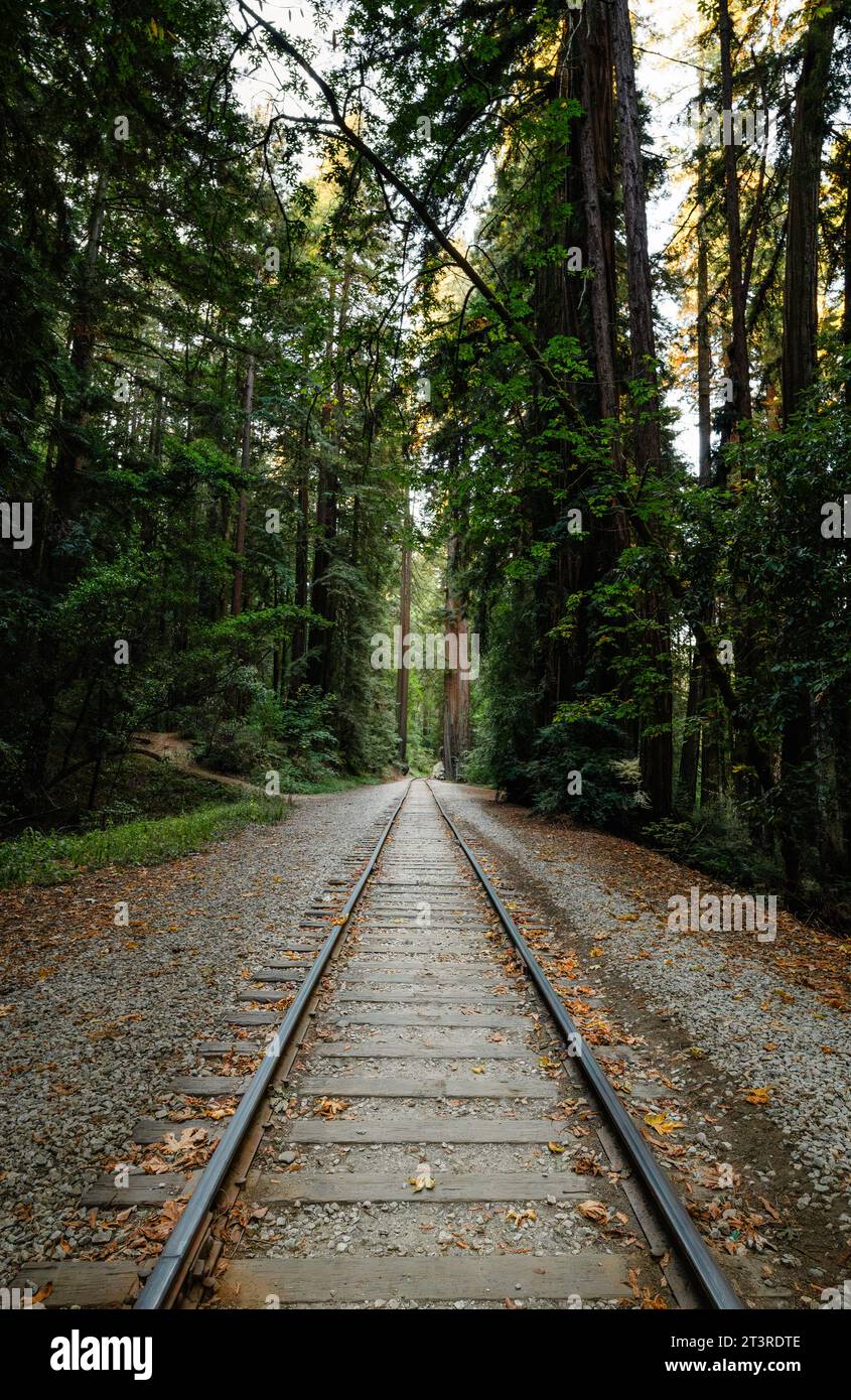Redwood lined park hi-res stock photography and images - Alamy