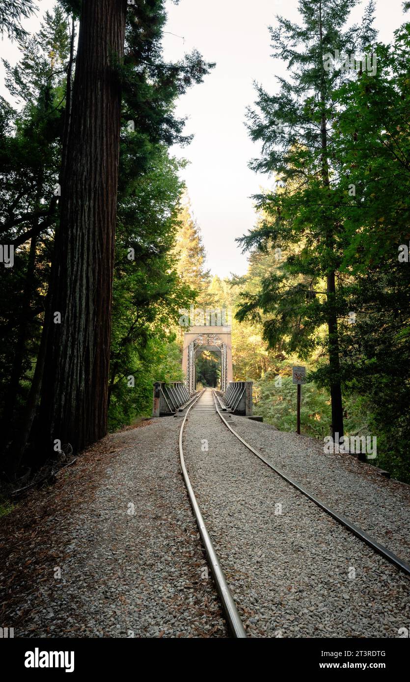 Railroad tack in the woods leading to a bridge Stock Photo - Alamy
