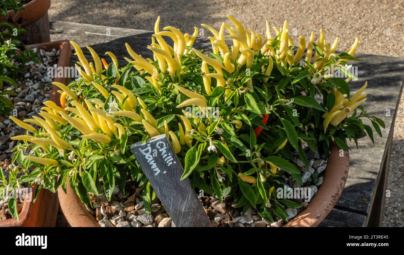 Chilli dawn chillies with label hi-res stock photography and images - Alamy