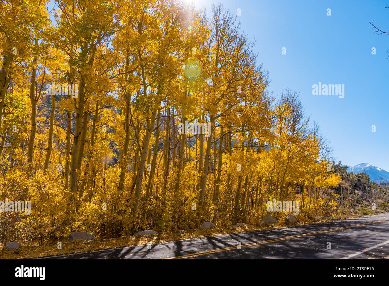 Forrest of Aspens turning a bright yellow rock creek, outside of bishop ...