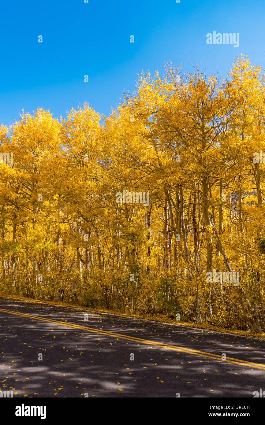 Forrest of Aspens turning a bright yellow rock creek, outside of bishop ...
