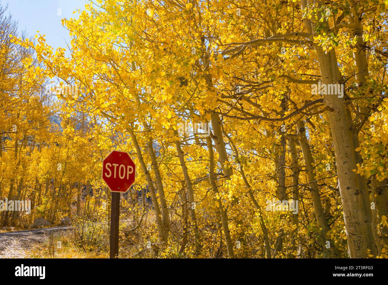 Forrest of Aspens turning a bright yellow rock creek, outside of bishop ...