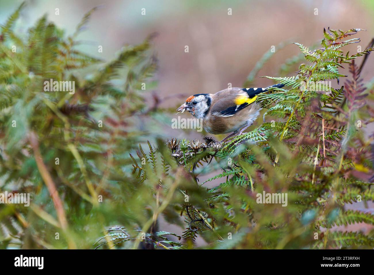 Goldfinch- Carduelis carduelis feeds on Australian tree fern-Dicksonia ...