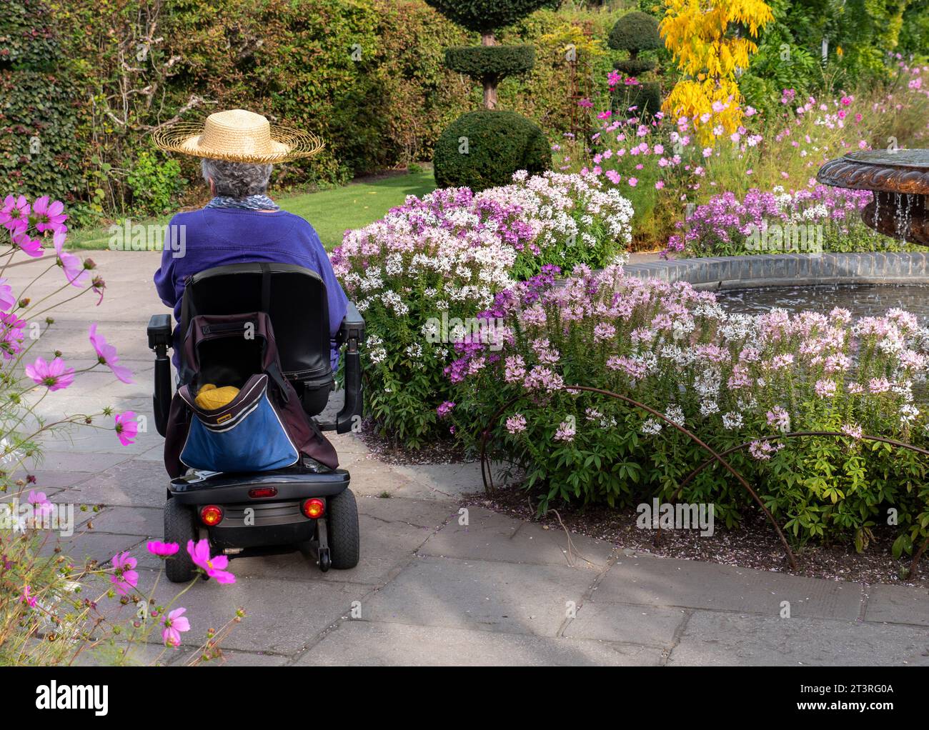 Elderly disabled independent lady on electric mobility scooter ...