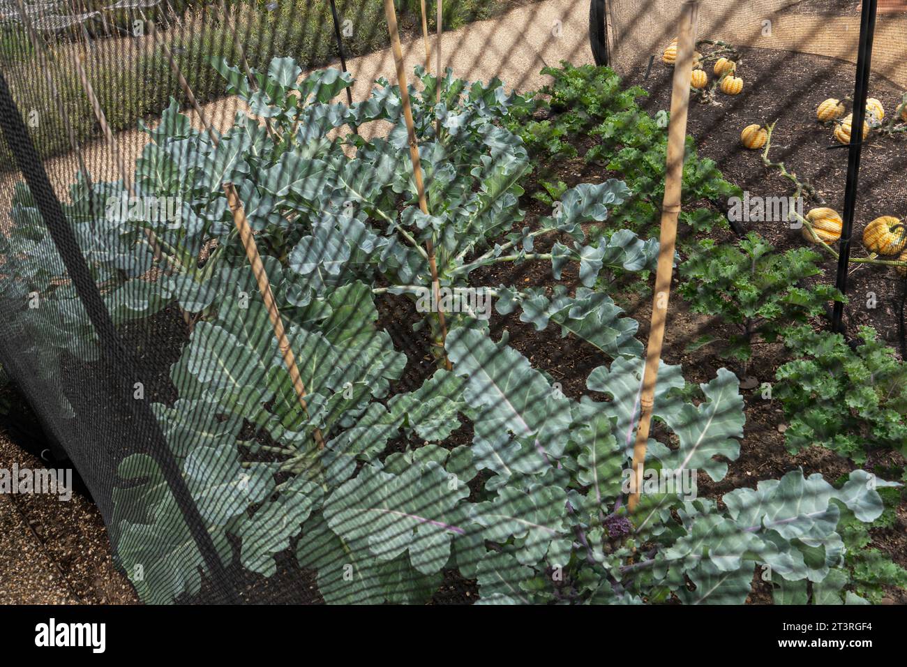 Broccoli. Early Purple Sprouting, behind anti bug enviromesh netting in ...