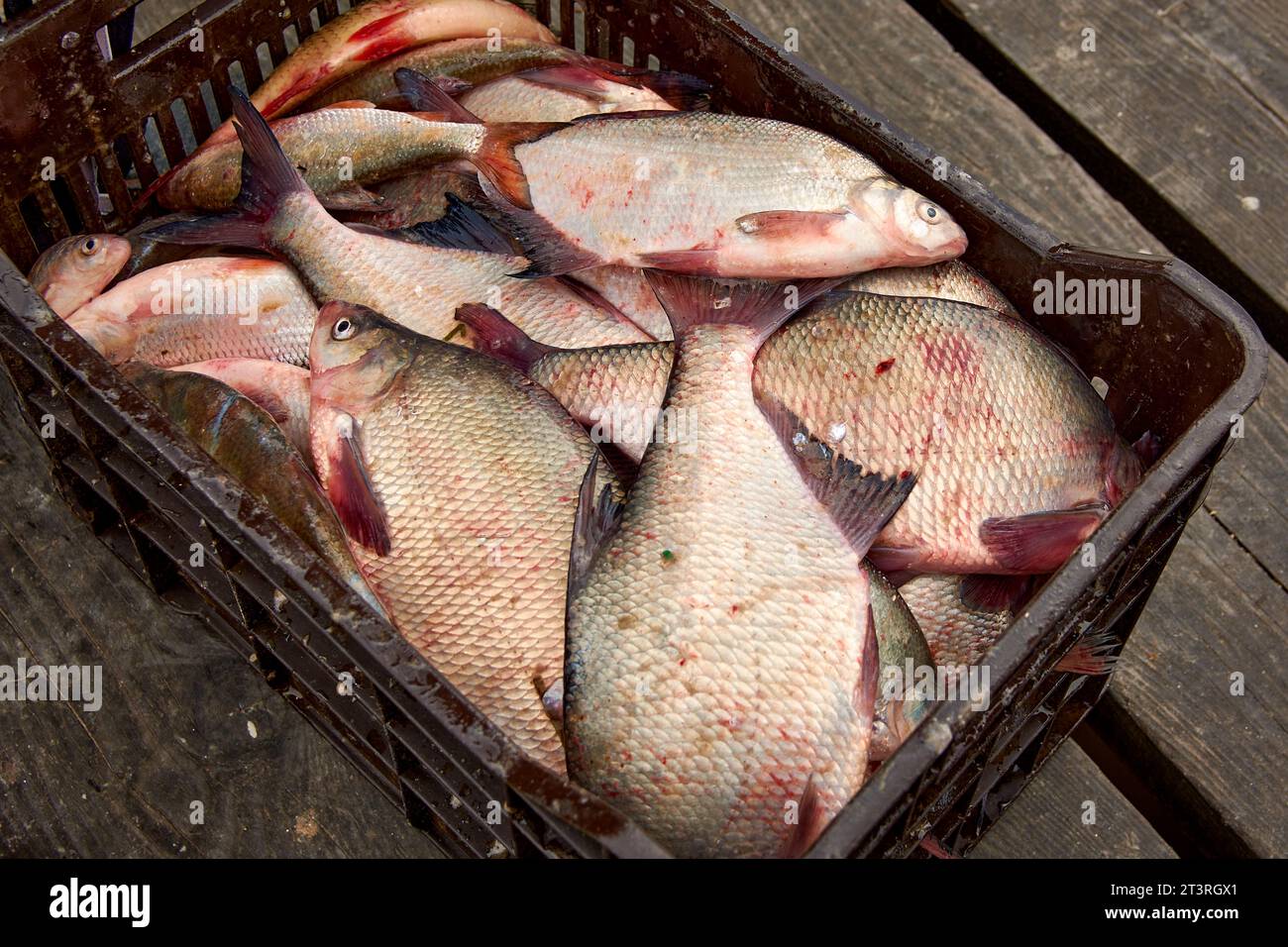 Freshly caught brook trout hi-res stock photography and images - Alamy