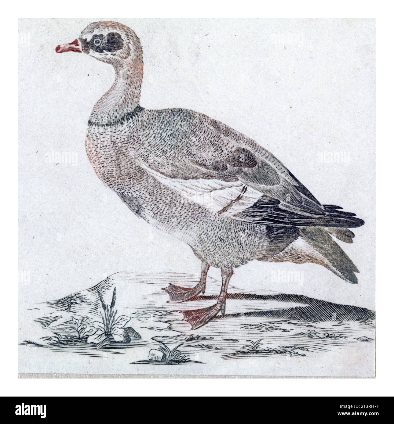 Engraved animal profile Cut Out Stock Images & Pictures - Alamy