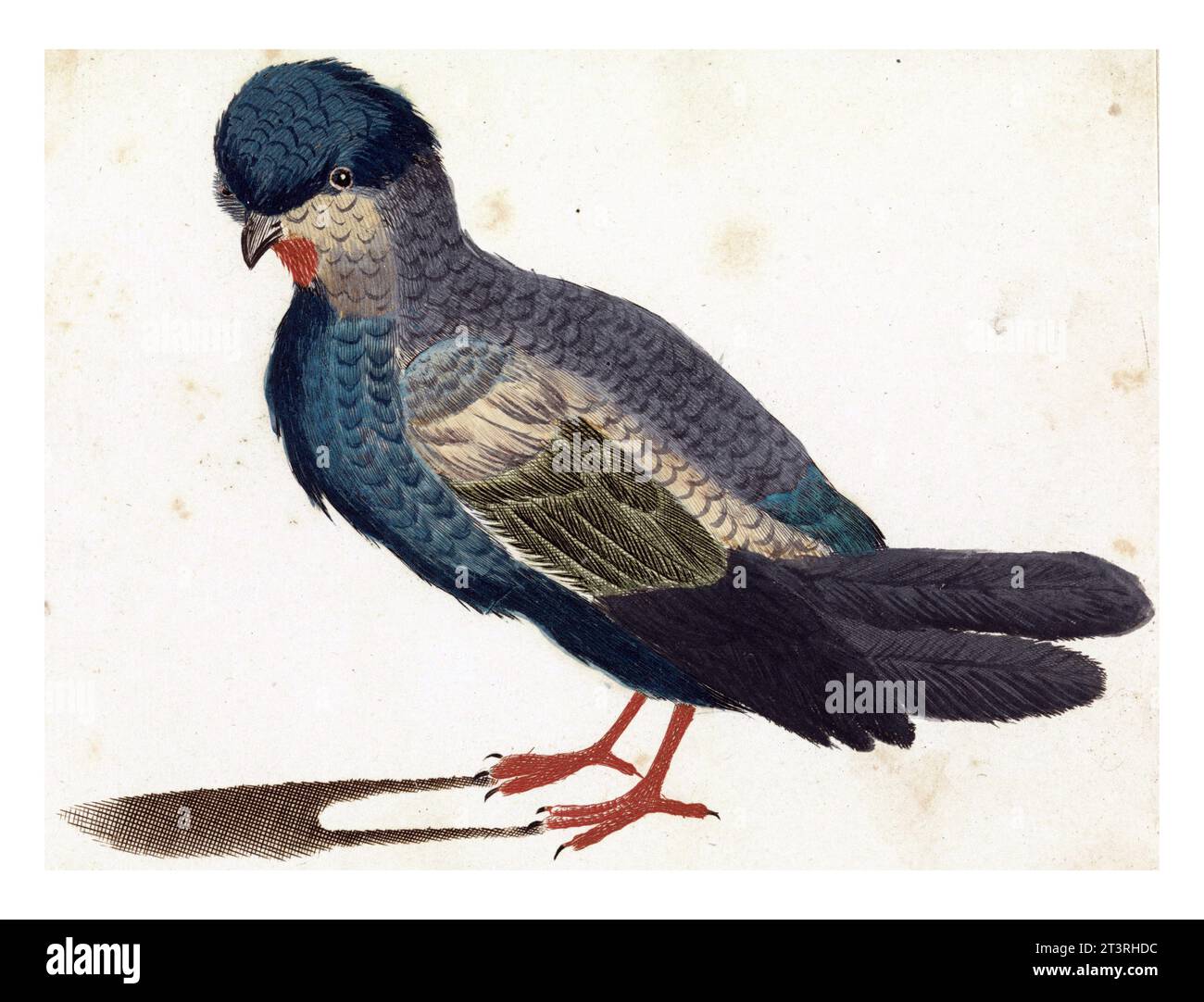 Standing bird to the left, possibly a dove, anonymous, 1688 - 1698 ...
