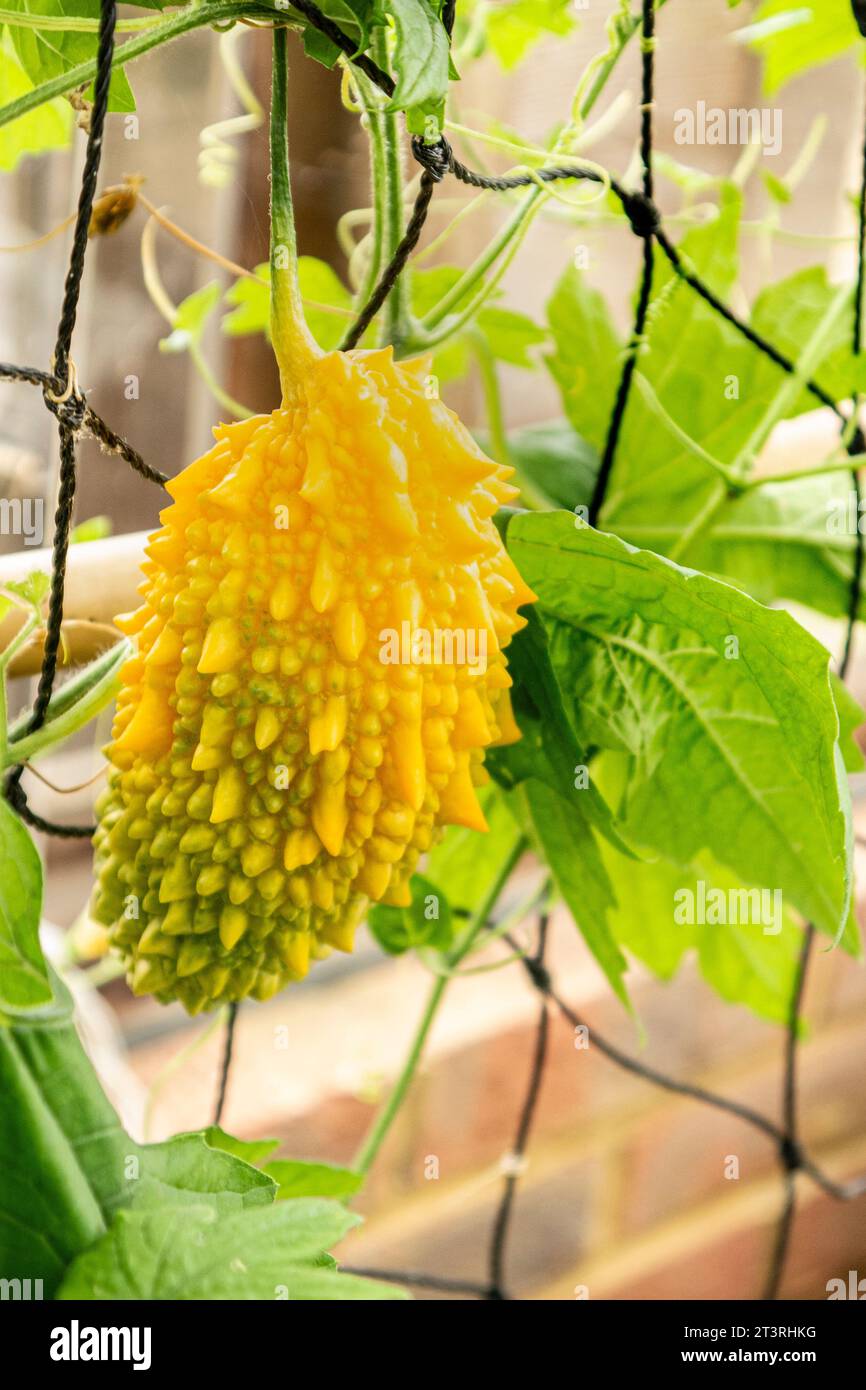 BITTER GOURD (ripe) Momordica charantia, on string twine trellis ...