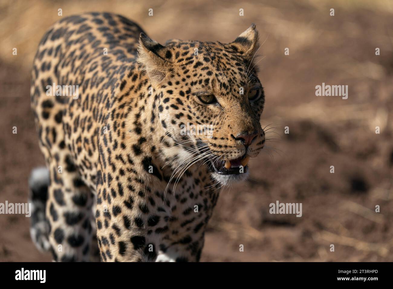 Leopard (Panthera pardus), Mashatu Game Reserve, Botswana Stock Photo ...