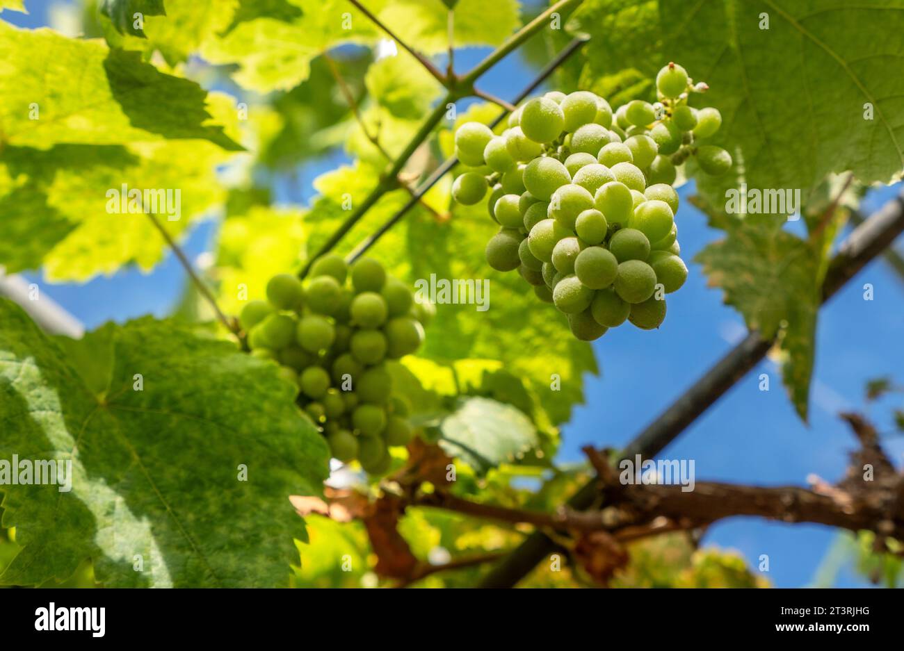 GRAPES Duchess of Buccleugh in greenhouse with blue sky. The white ...