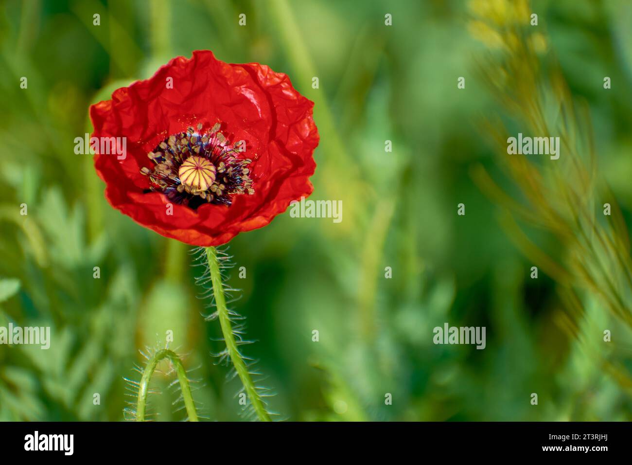 Beautiful wild red poppy ears hi-res stock photography and images - Alamy