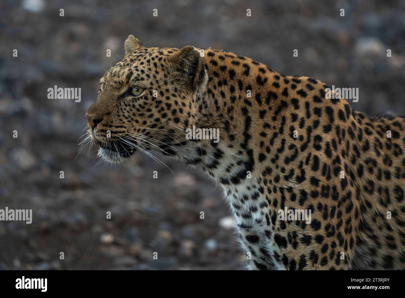Leopard (Panthera pardus), Mashatu Game Reserve, Botswana Stock Photo ...