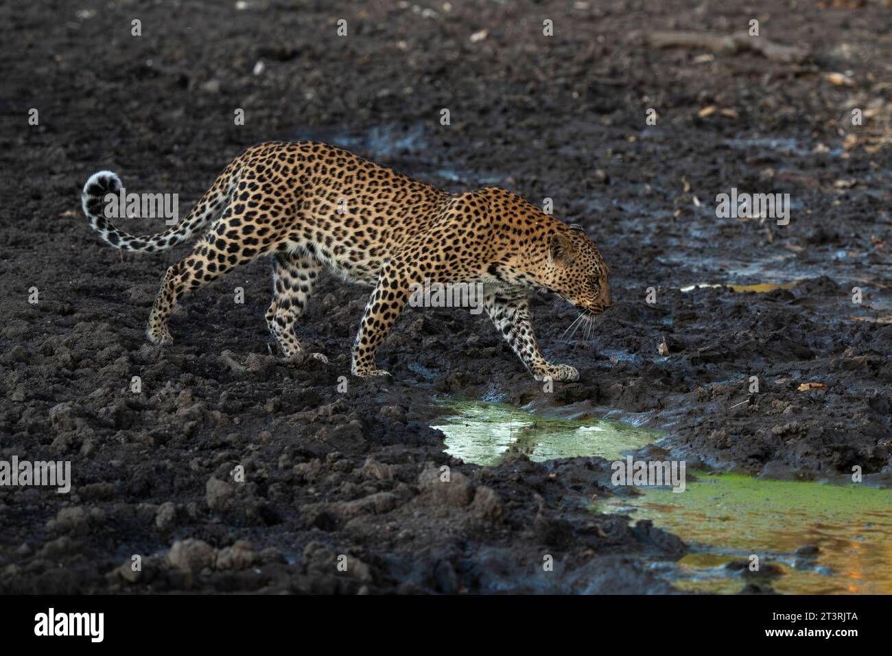 Leopard (Panthera pardus), Mashatu Game Reserve, Botswana Stock Photo ...