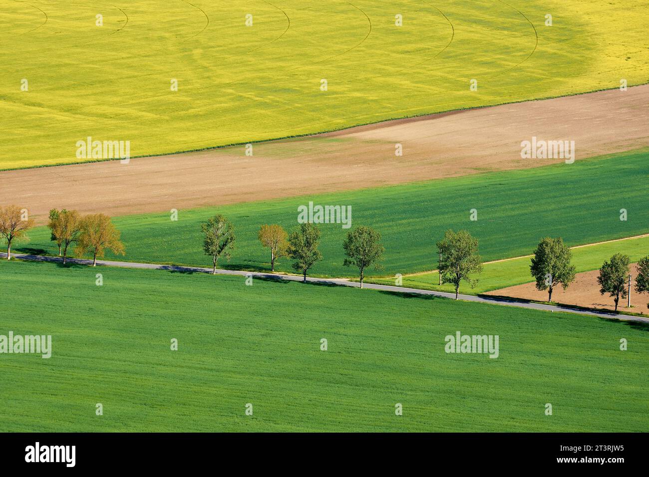 agricultural crops in the spring in the field Stock Photo - Alamy